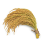 Paddy Archives - Shriram Farm Solutions