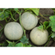 Muskmelon Archives - Shriram Farm Solutions
