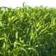 SSG Archives - Shriram Farm Solutions
