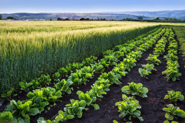 Top 10 High-Yield and High-Profit Crops to Grow in India - Shriram Farm ...