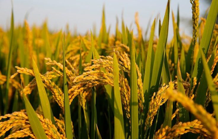 Top 5 Shriram Paddy Varieties for a Bumper 2026 Kharif